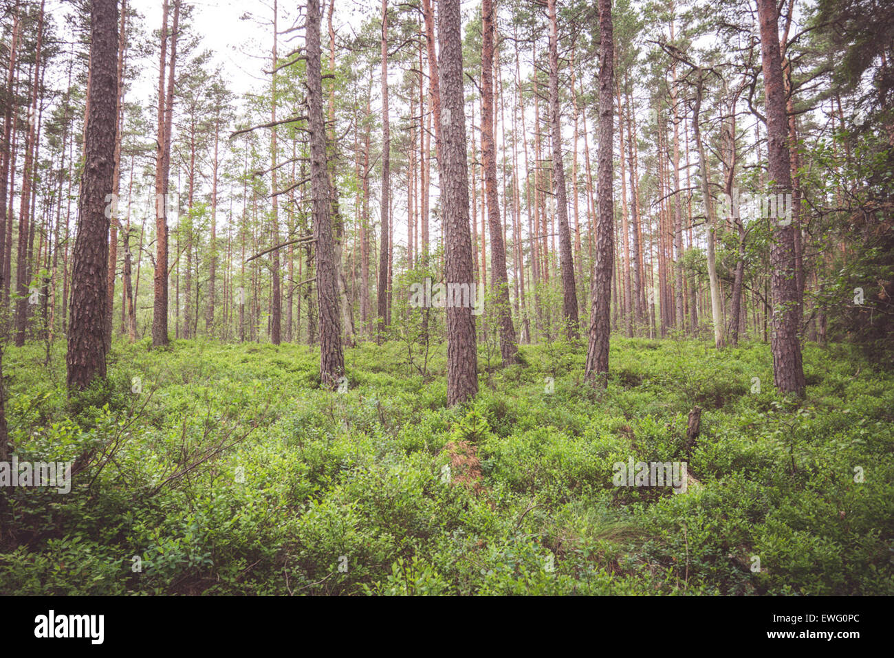 A dense forest area filled with various shrubs, providing a habitat for ...