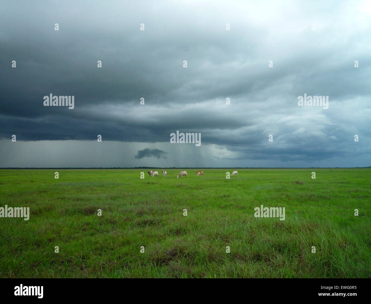 This image features animals grazing on open grassland, where they ...