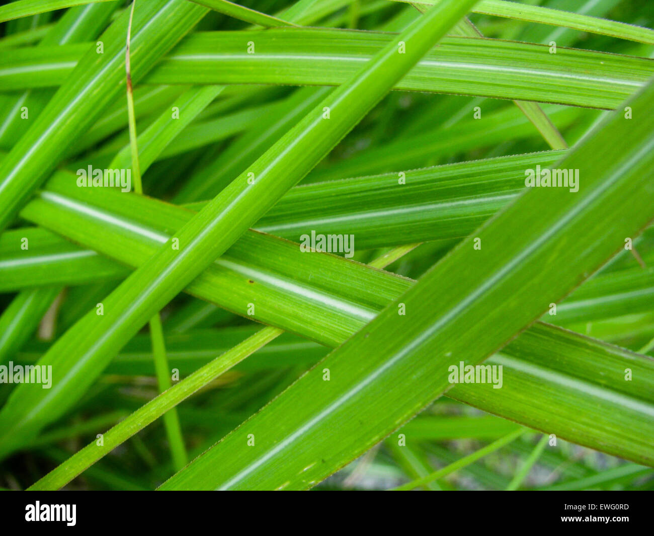 Close-up view of green grass blades, showcasing their fine texture and ...