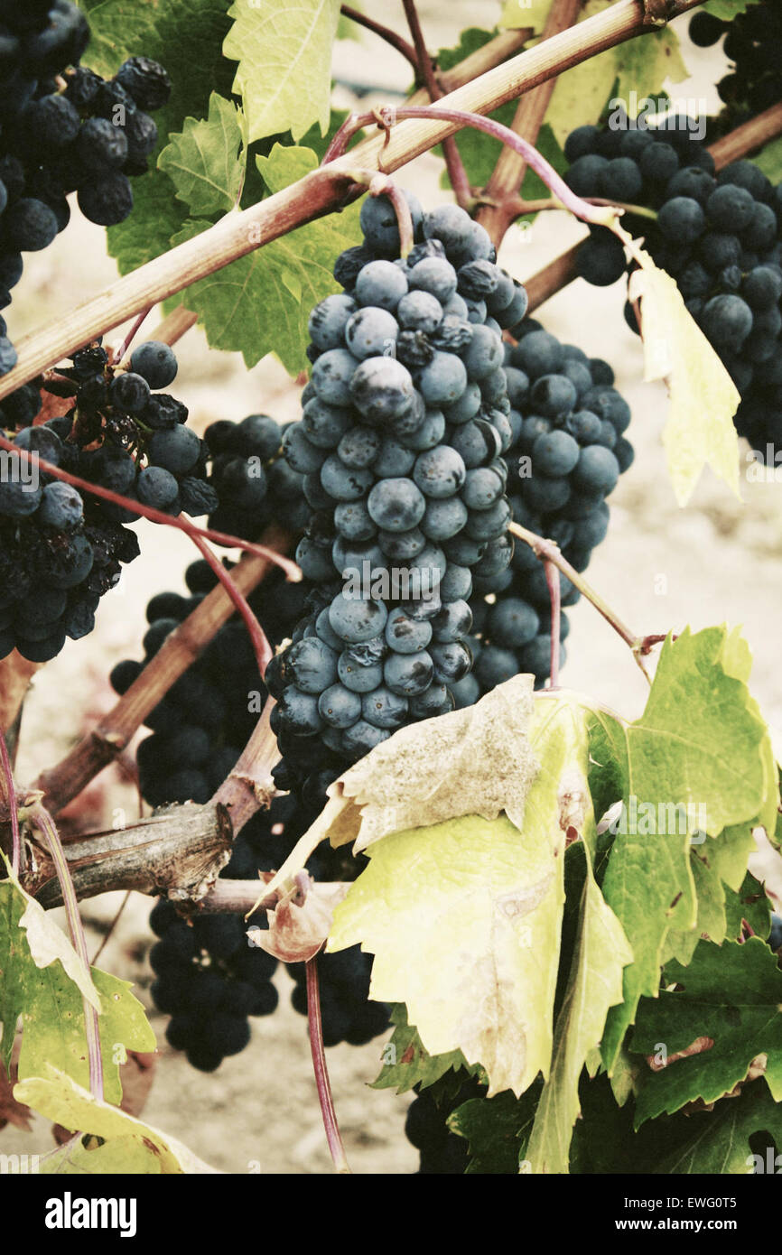 A close-up of a cluster of grapes hanging from a grapevine, with ripe ...
