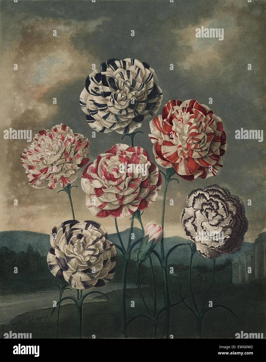 This image shows a detailed botanical illustration of a group of ...