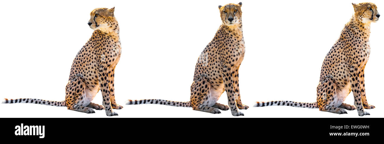 Three cheetahs hi-res stock photography and images - Alamy