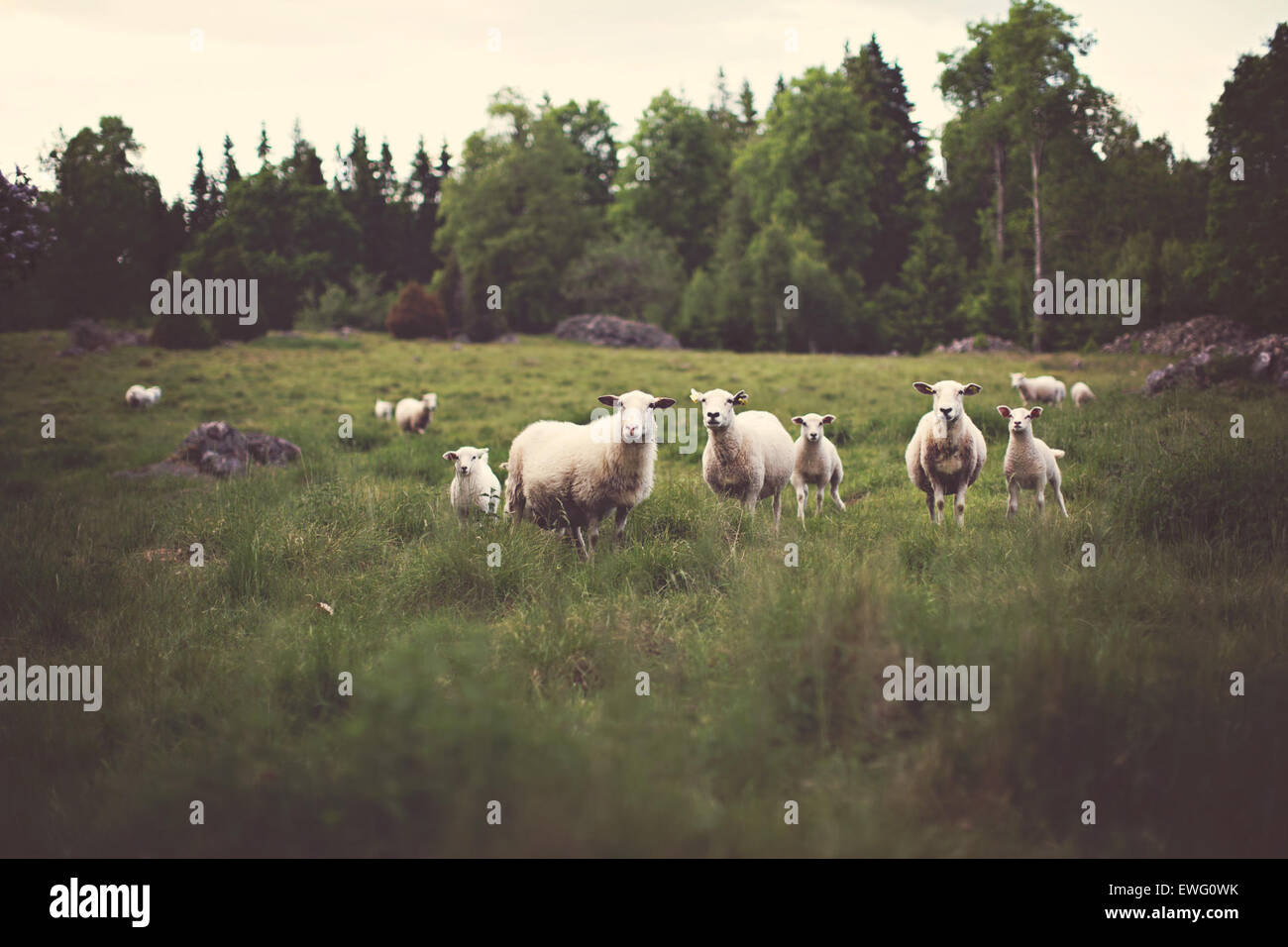 A herd of sheep grazing peacefully in a green field. Sheep are commonly ...