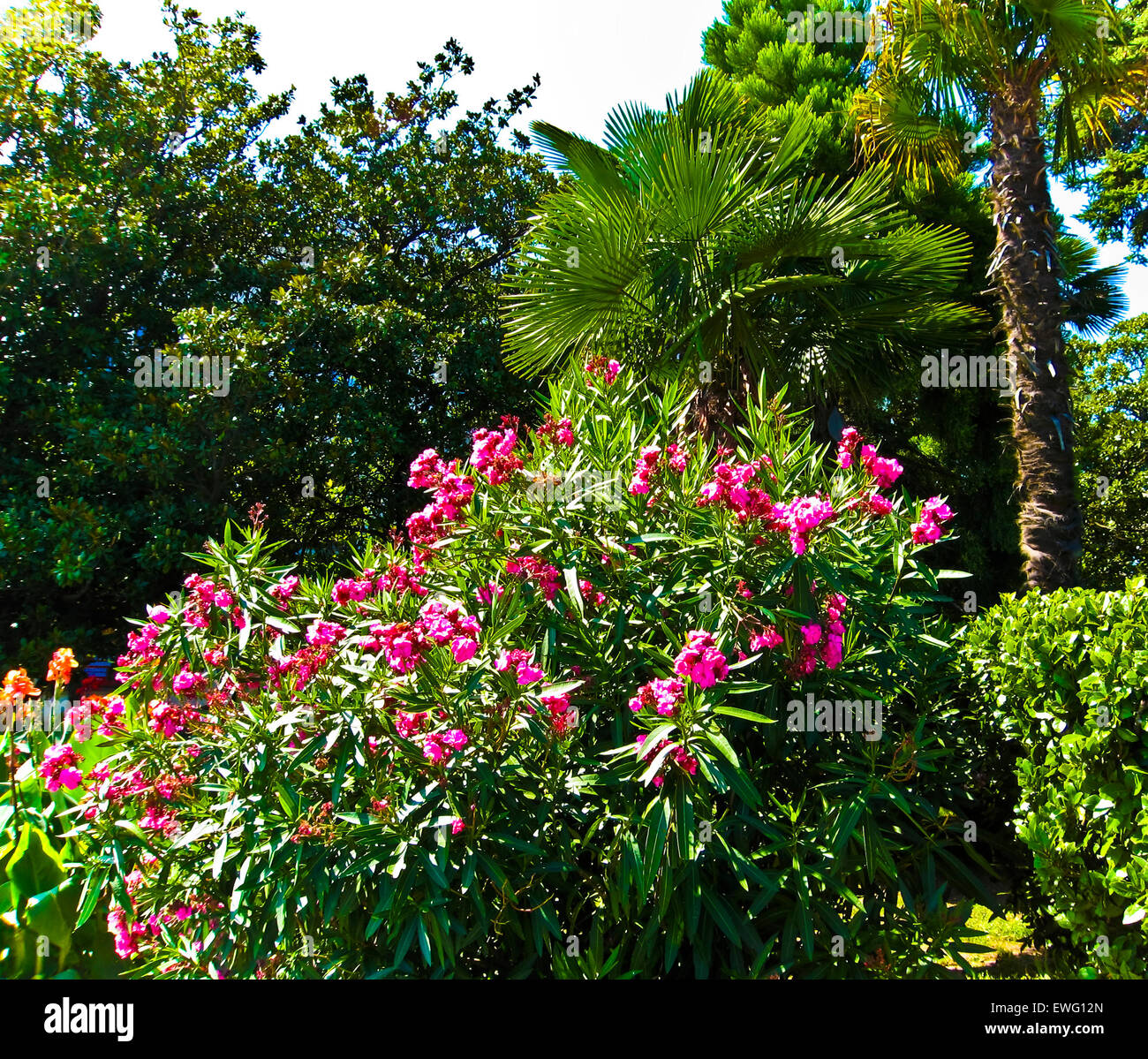 Shrub of pink oleander in blossom with flowers and plams Stock Photo ...