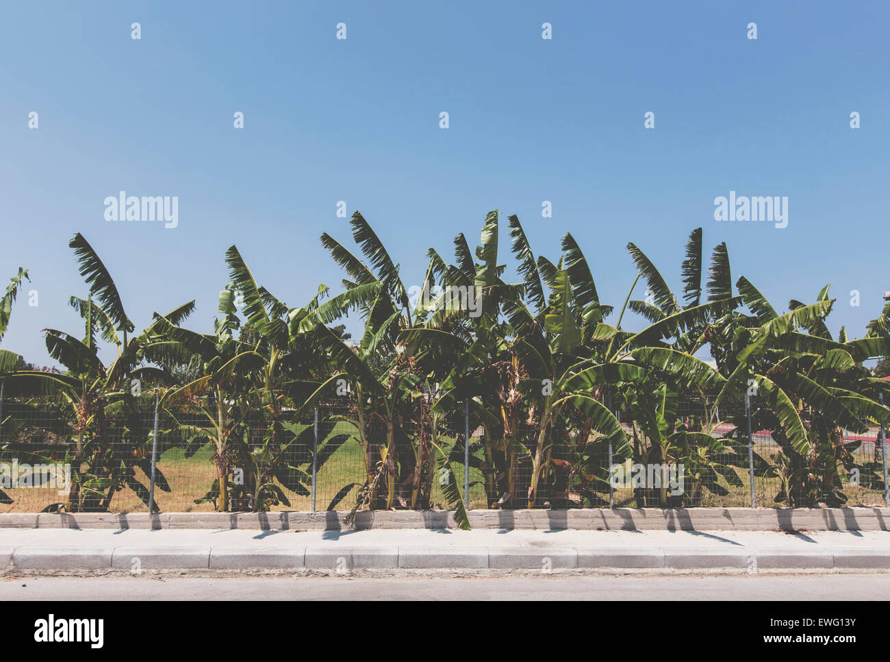 Banana Trees Overhanging Fence by Sidewalk Stock Photo - Alamy