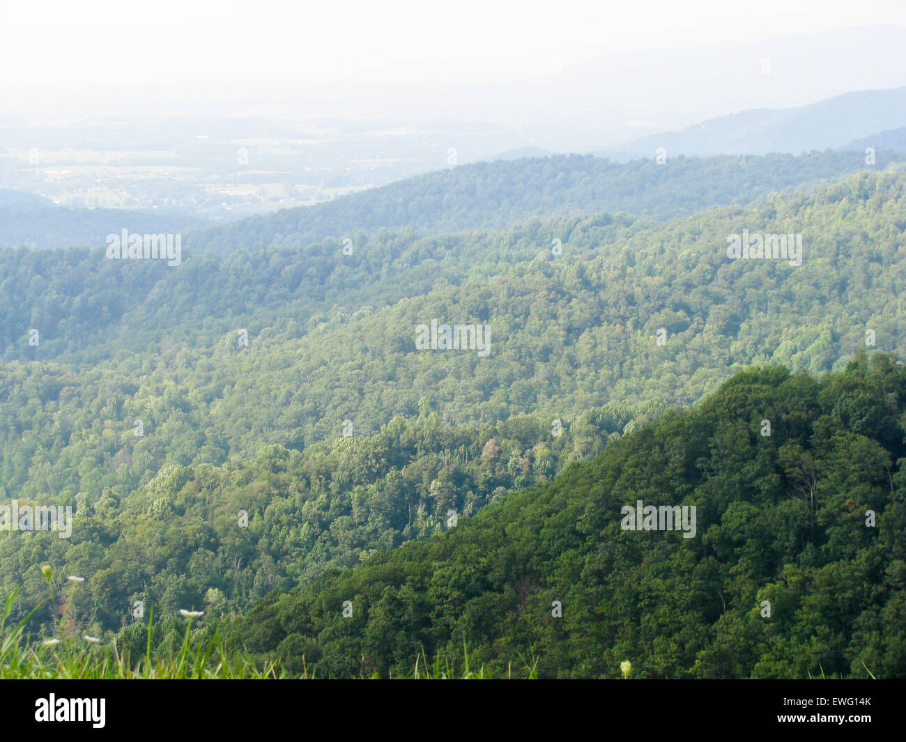 A scenic forest landscape showcasing dense tree cover, natural ...
