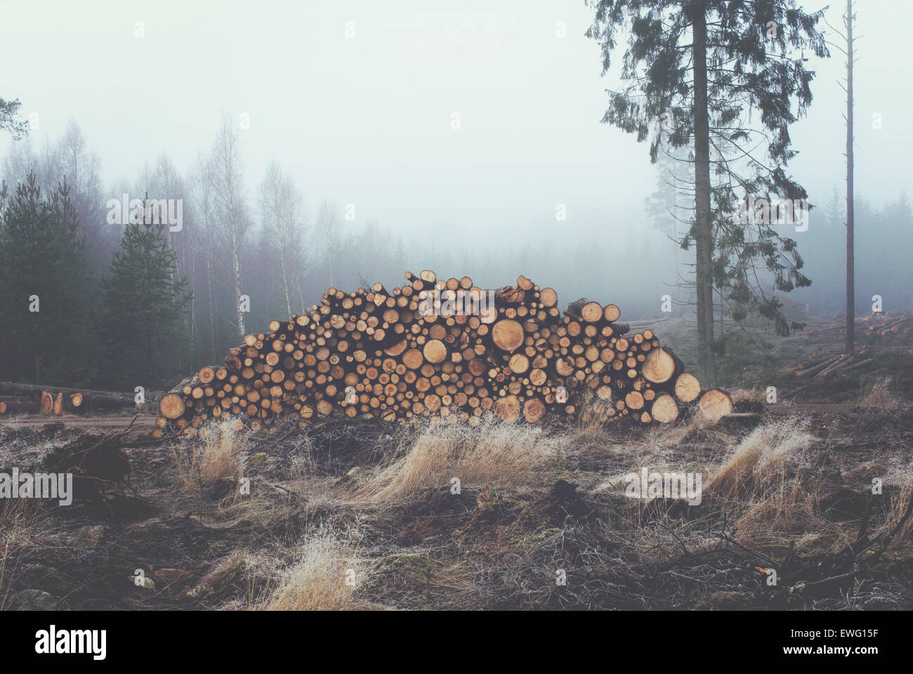 A collection of logs from trees that have been felled in a forest. The ...