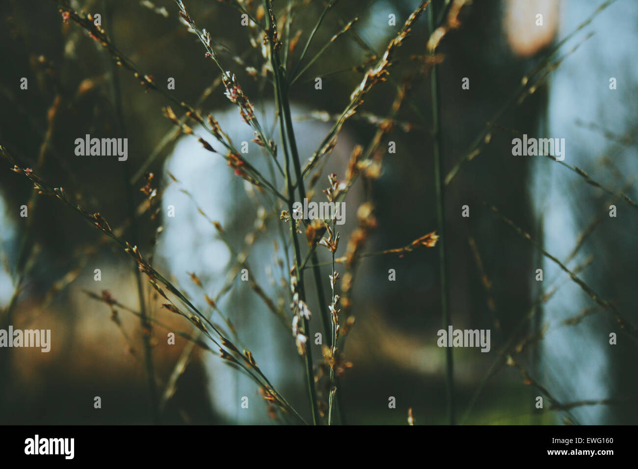 Detailed grass study hi-res stock photography and images - Alamy