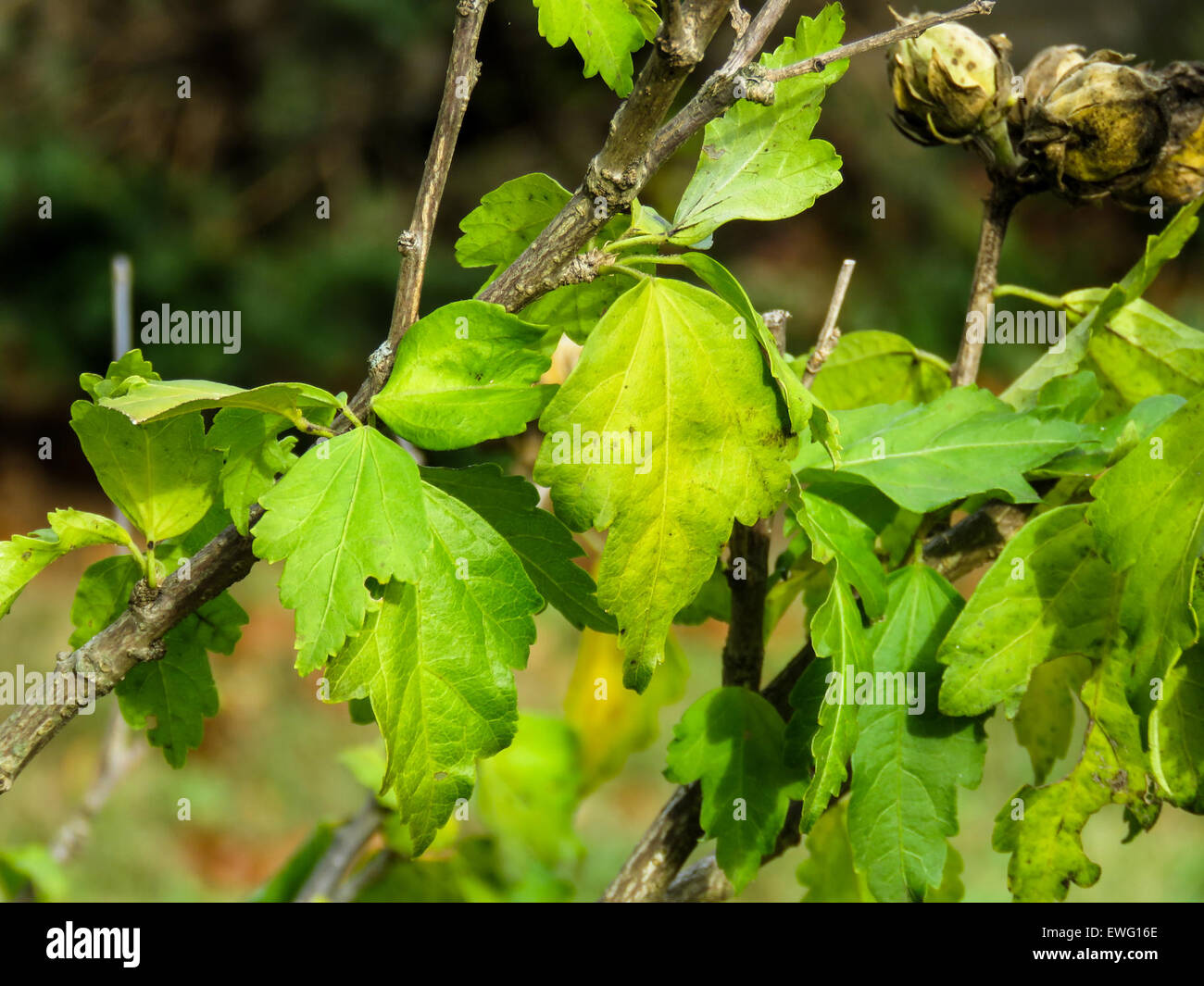 Wilting High Resolution Stock Photography and Images - Alamy