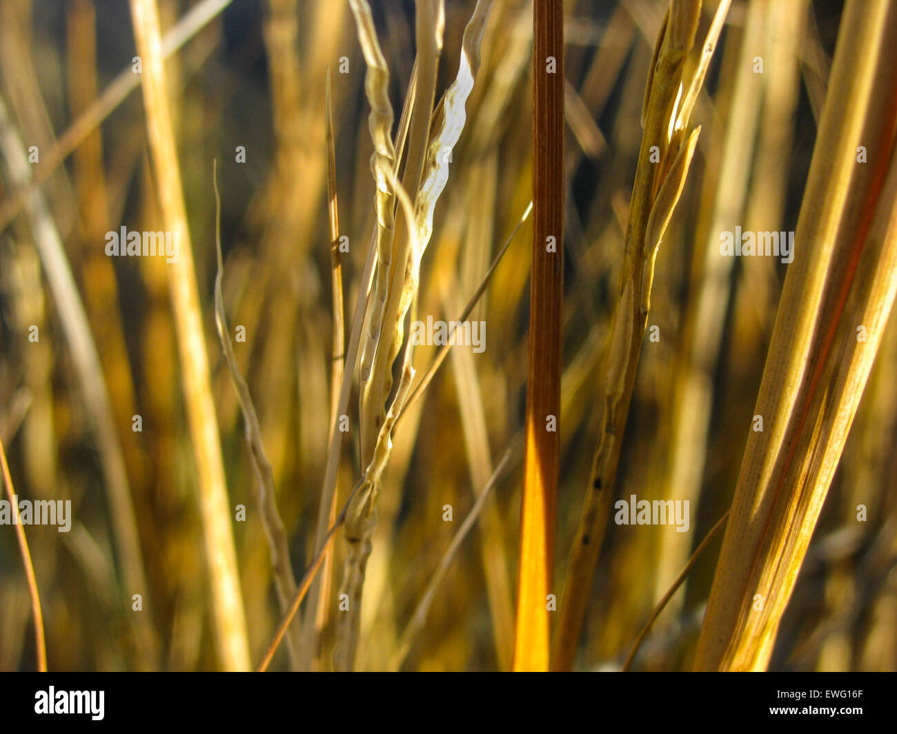 Individual blades of grass hi-res stock photography and images - Alamy