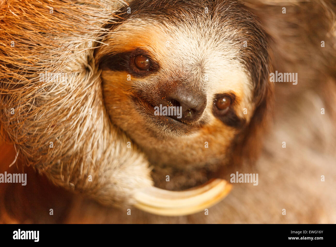 Pale throated sloth hi-res stock photography and images - Alamy
