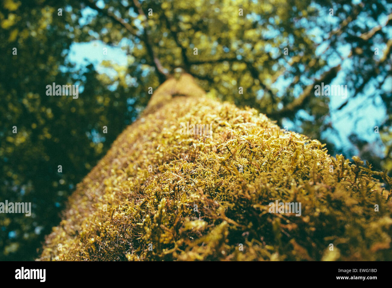 A tree trunk covered in a thick layer of moss, showing the lush green ...