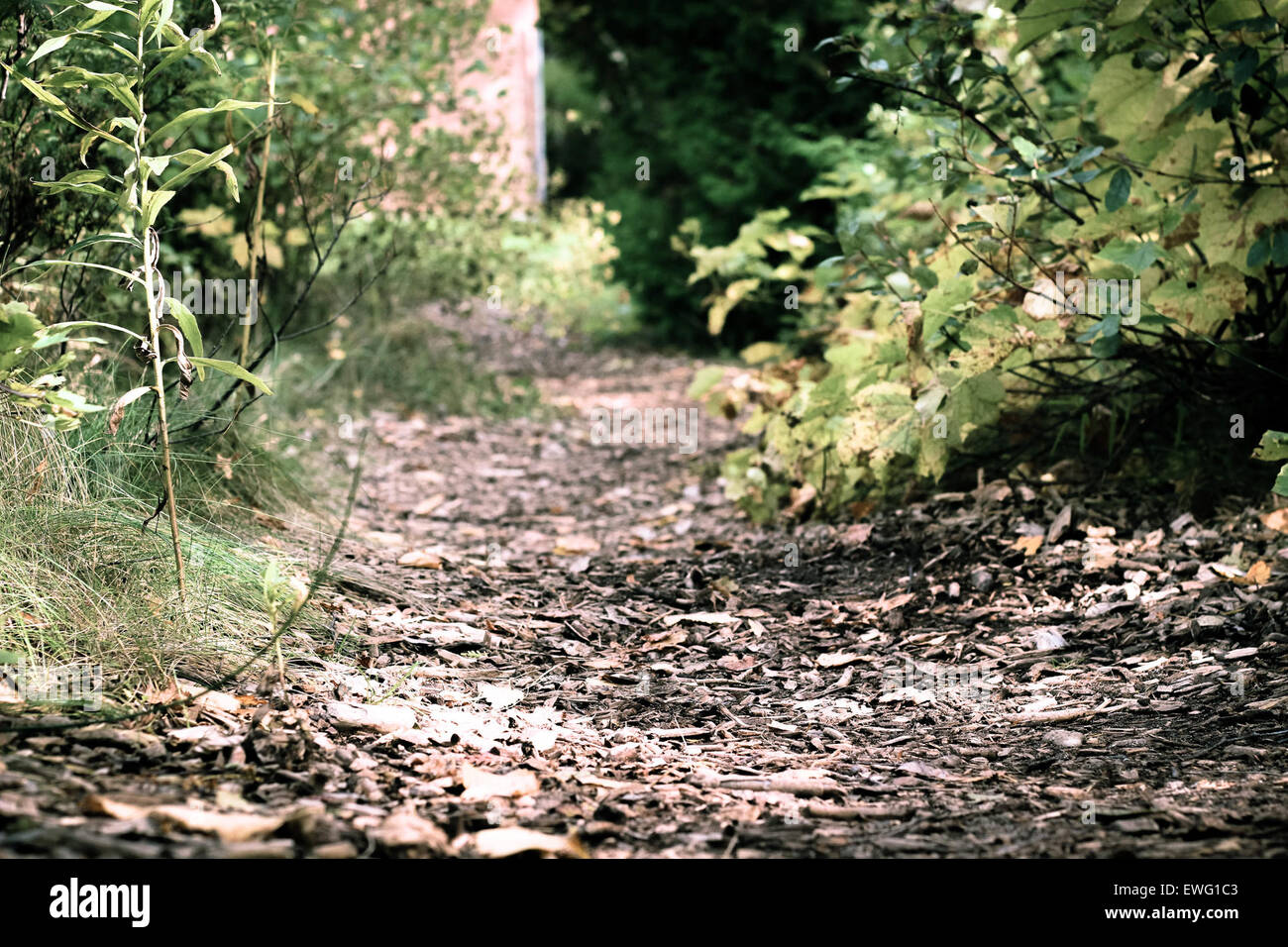 Natural Garden Path Leaves brown garden green nature outdoor path plant ...
