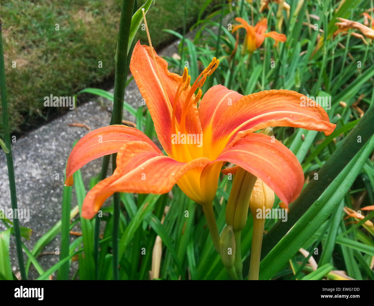 Orange Lily Flower Stock Photo - Alamy