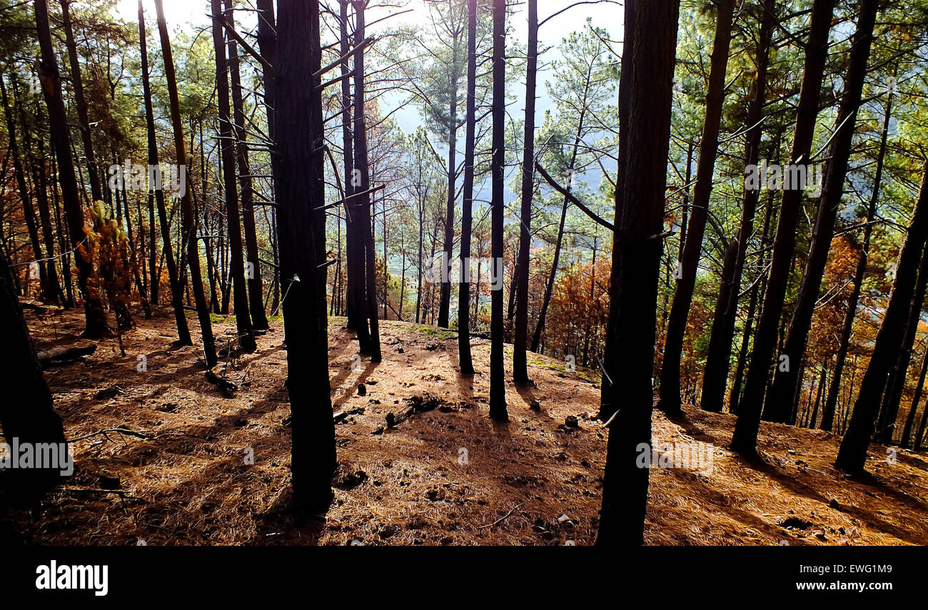 A dense pine forest with tall pine trees that create a canopy of green ...
