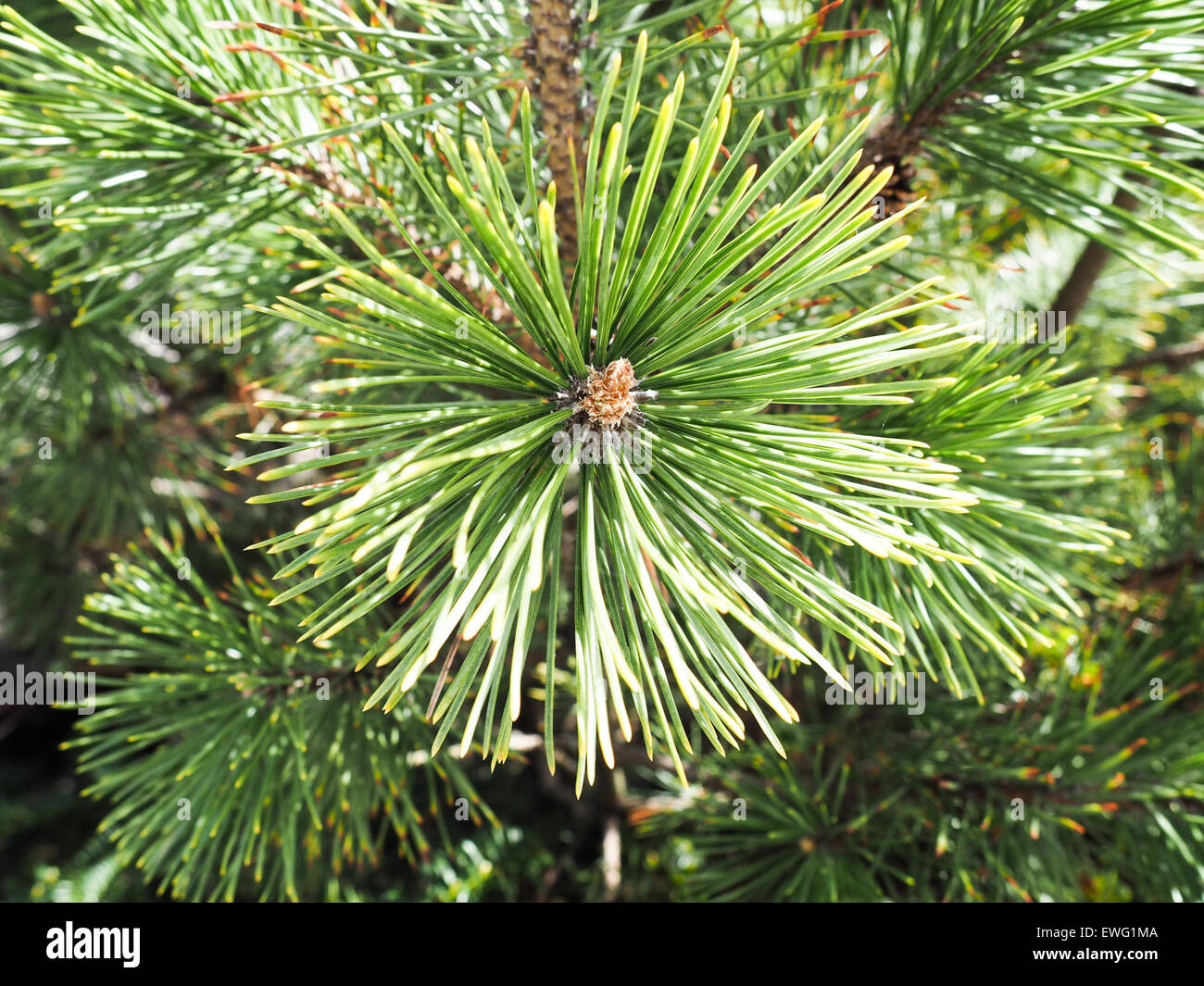 This image shows pine needles on pine trees in an outdoor setting. Pine ...