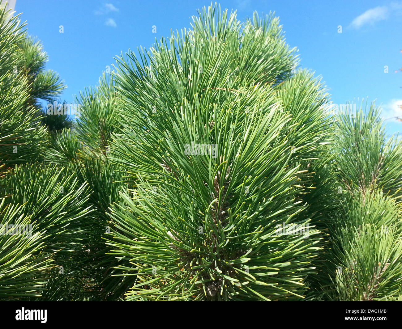 A close-up of pine needles on pine trees, showcasing their long ...