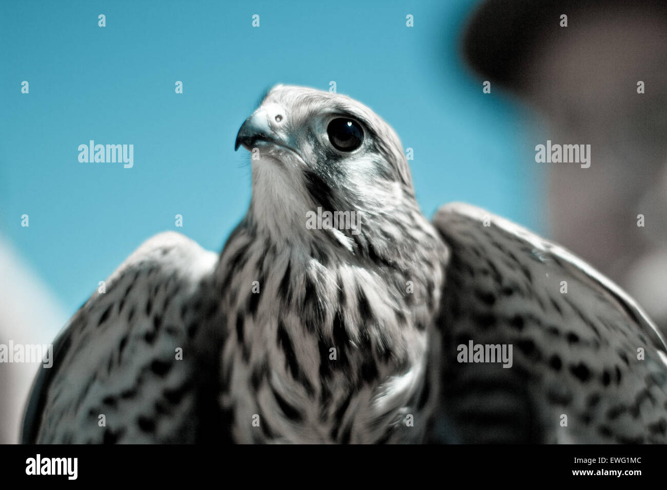 Black and White Colored Hawk Stock Photo - Alamy