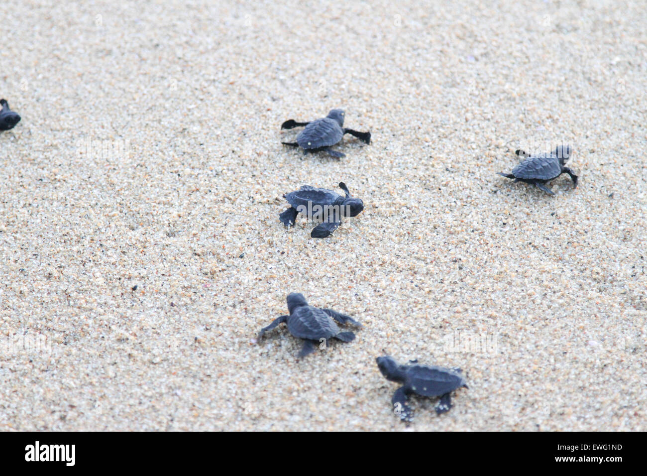 Sea turtles conservation project hi-res stock photography and images ...