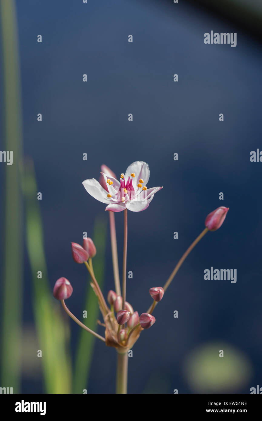 Butomus umbellatus. Flowering Rush Stock Photo - Alamy