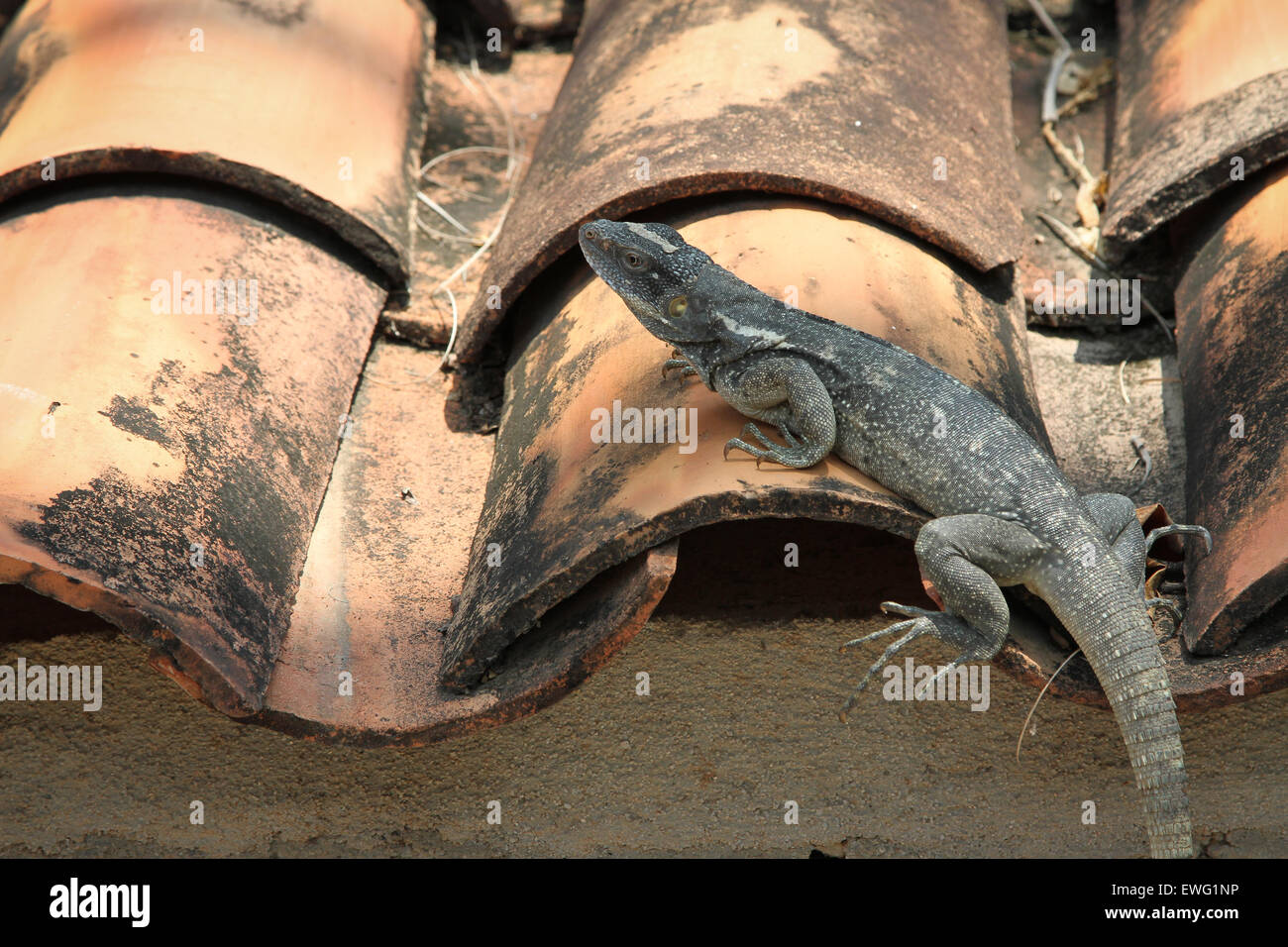 Mexican Iguana on tile roof Stock Photo - Alamy