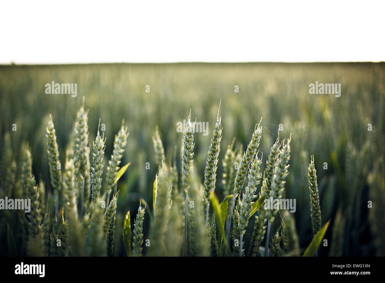Rye grass (Secale cereale) grows in a field, with its long stalks ...