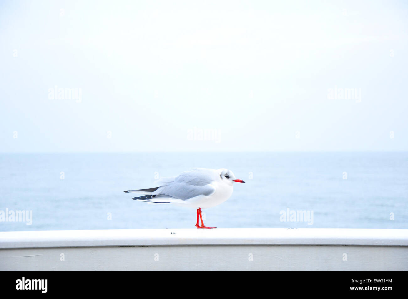 A seagull perched on a ledge, with a minimalist white background ...