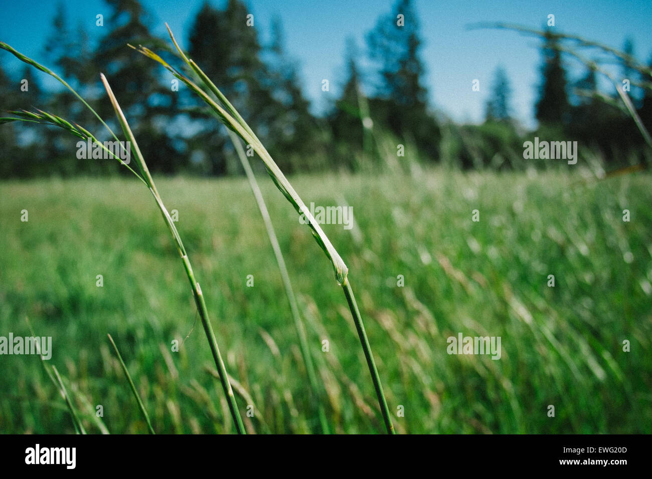 A close-up of a single blade of green grass in a grassy field ...