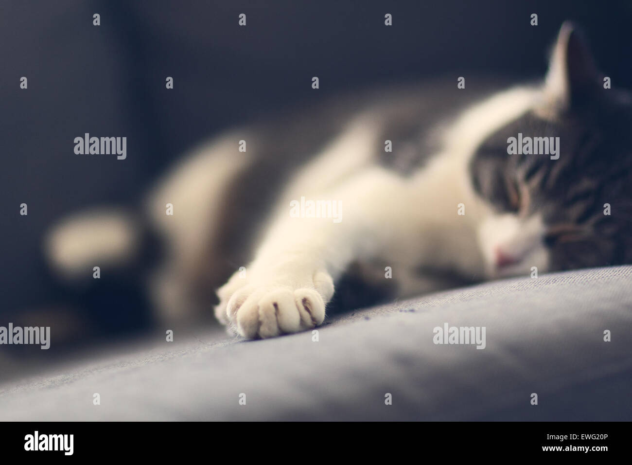 A cat peacefully sleeps in a curled position, its fur soft and relaxed ...