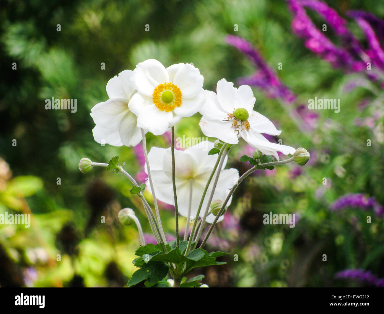 Small cluster of blossoms hi-res stock photography and images - Alamy
