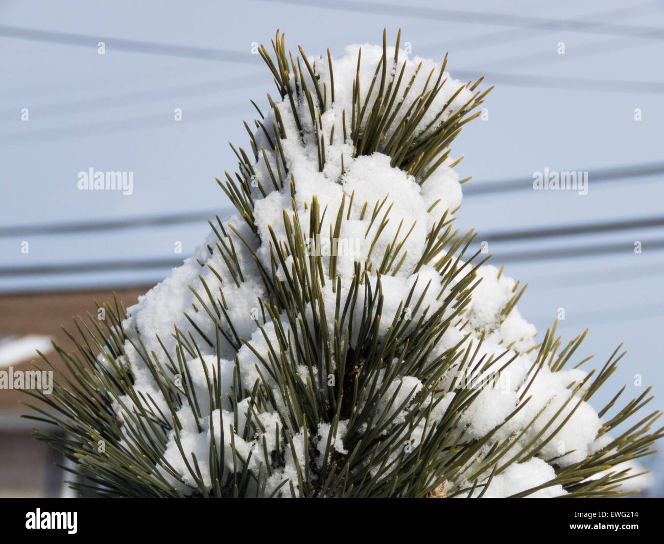 Snow covers the needles of pine trees, freezing them with a layer of ...