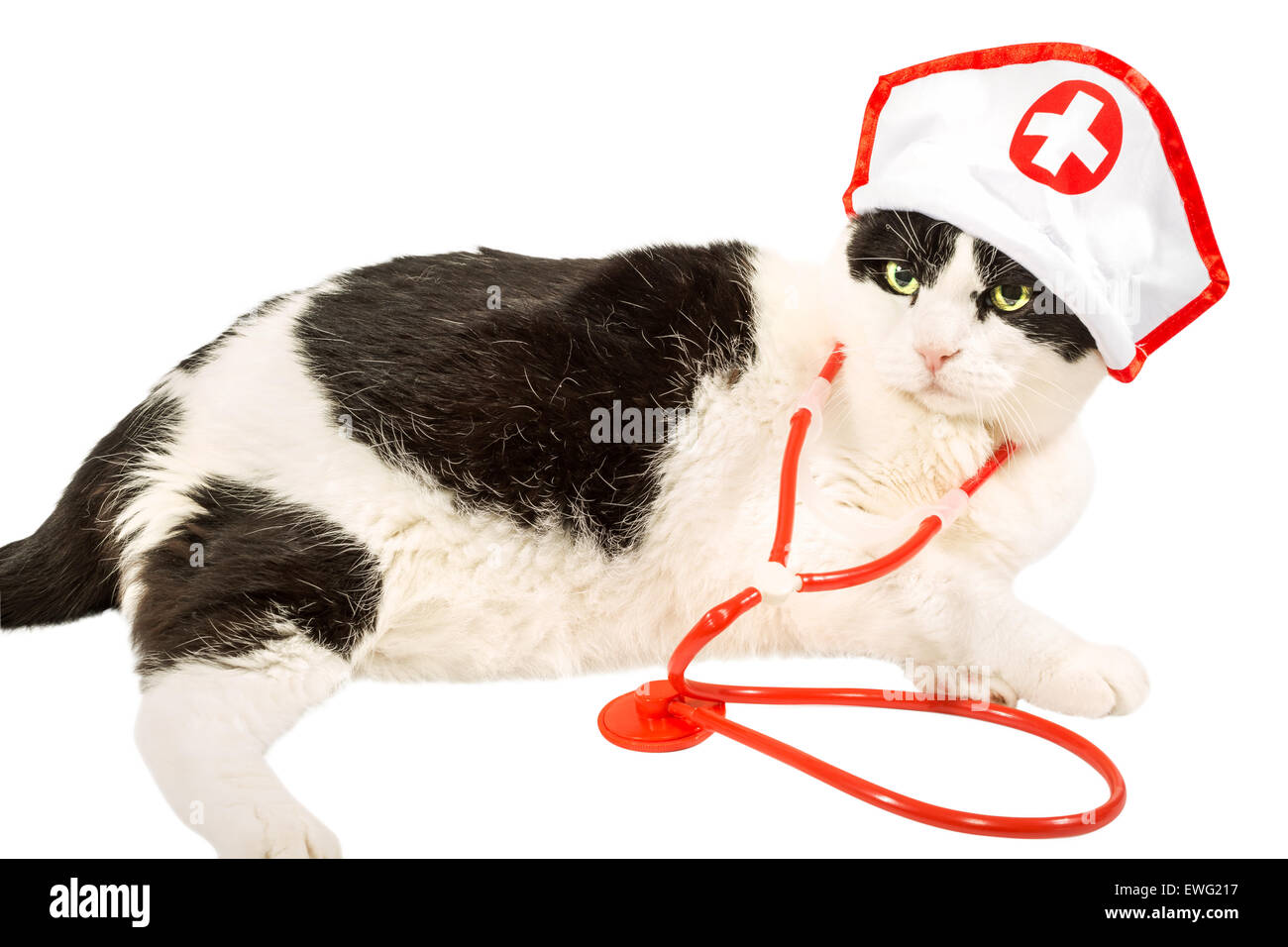 Black cat nurse hi-res stock photography and images - Alamy