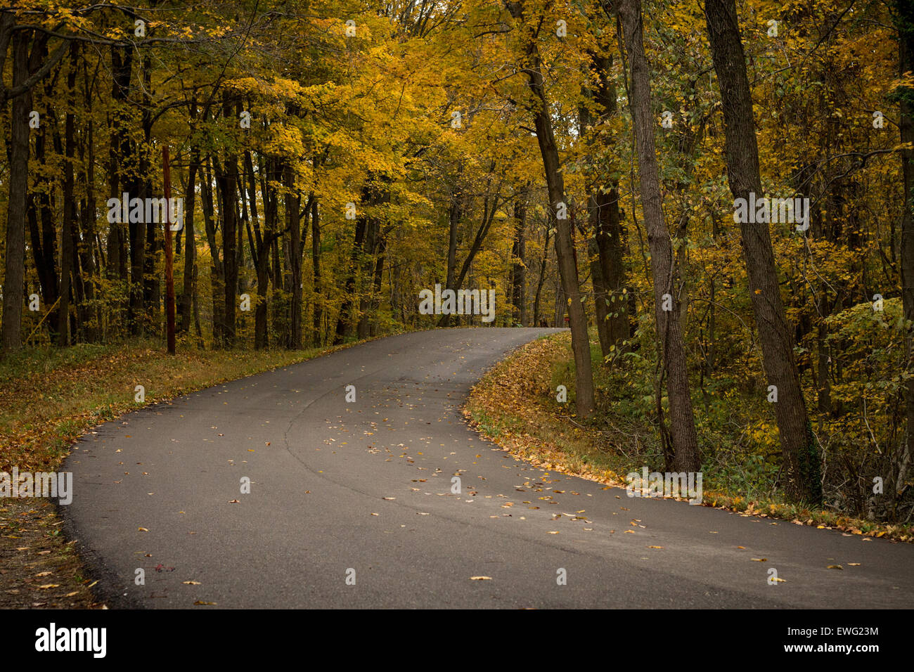 A winding road surrounded by trees with yellow autumn leaves, creating ...