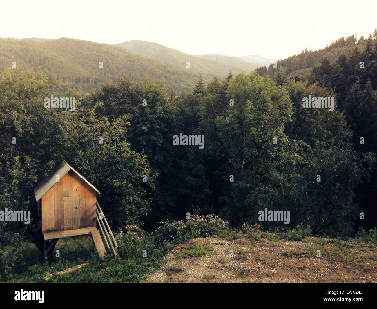 A wooden shack stands by the edge of a forest, surrounded by tall trees ...