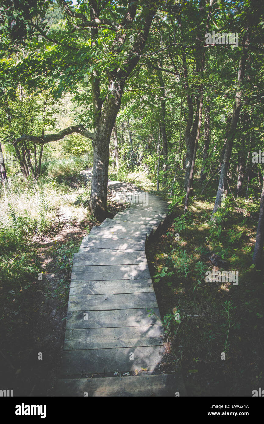 This image features a wooden path or boardwalk through a natural wooded ...