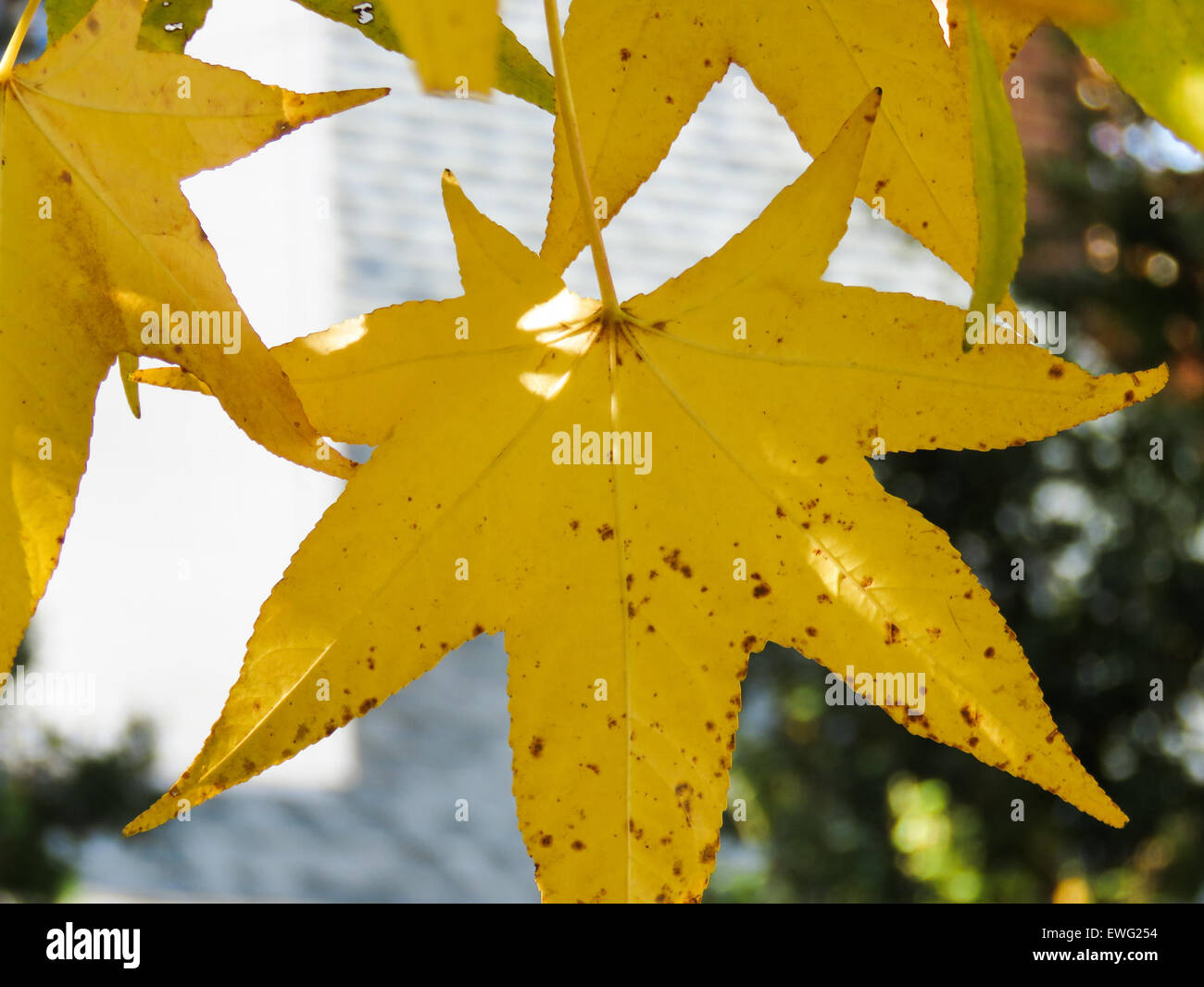 Yellow Tree Leaves Stock Photo - Alamy