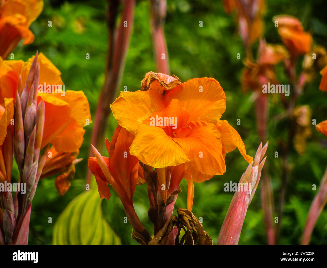 Bright orange flowers bloom, their vibrant petals creating a striking ...