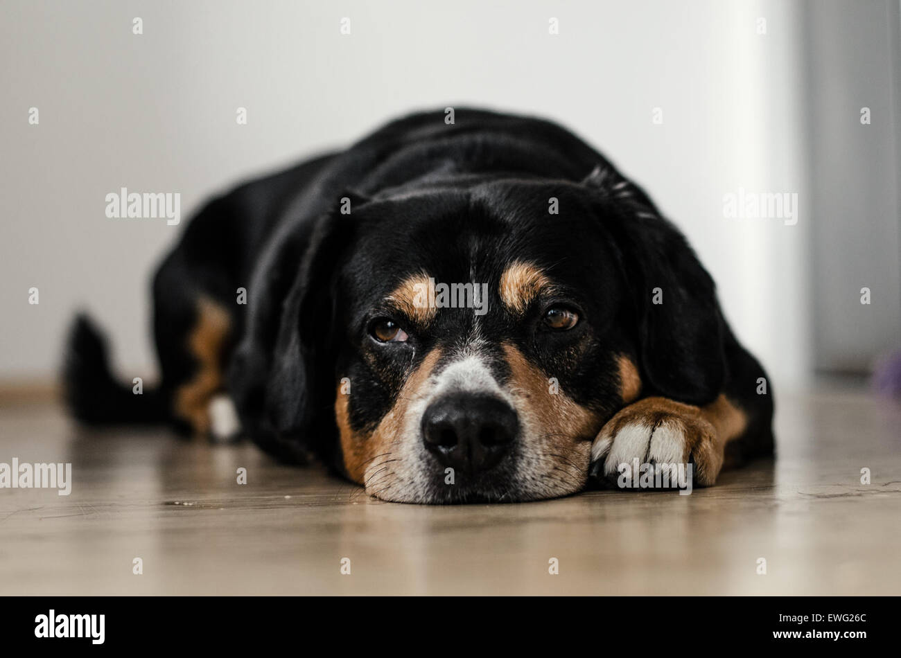 A calico-colored dog with tired eyes resting. This breed's distinct tri ...