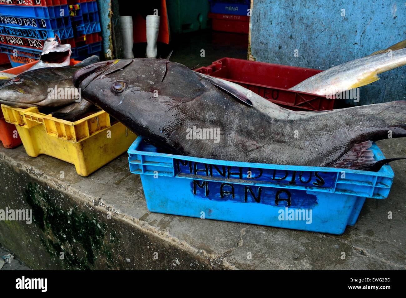 Grouper fish - Port in PUERTO PIZARRO. Department of Tumbes .PERU Stock ...