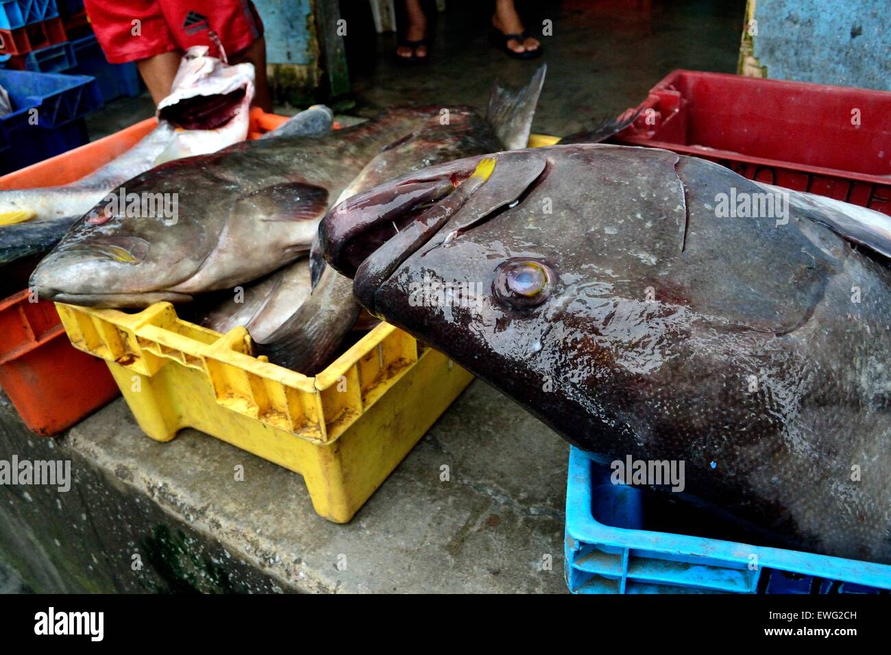 Grouper fish - Port in PUERTO PIZARRO. Department of Tumbes .PERU Stock ...
