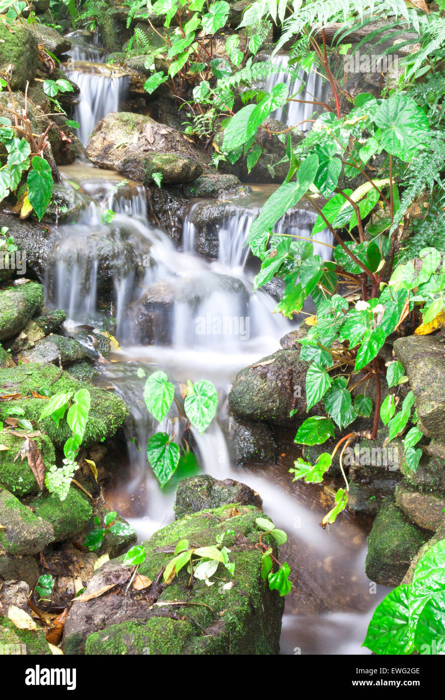 Tree streams hi-res stock photography and images - Alamy