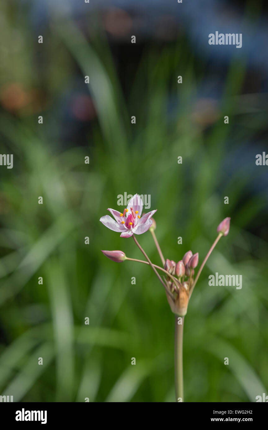Butomus umbellatus. Flowering Rush Stock Photo - Alamy