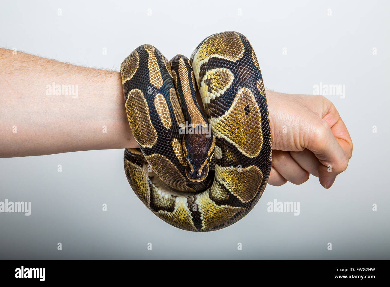 Serpent coils hi-res stock photography and images - Alamy