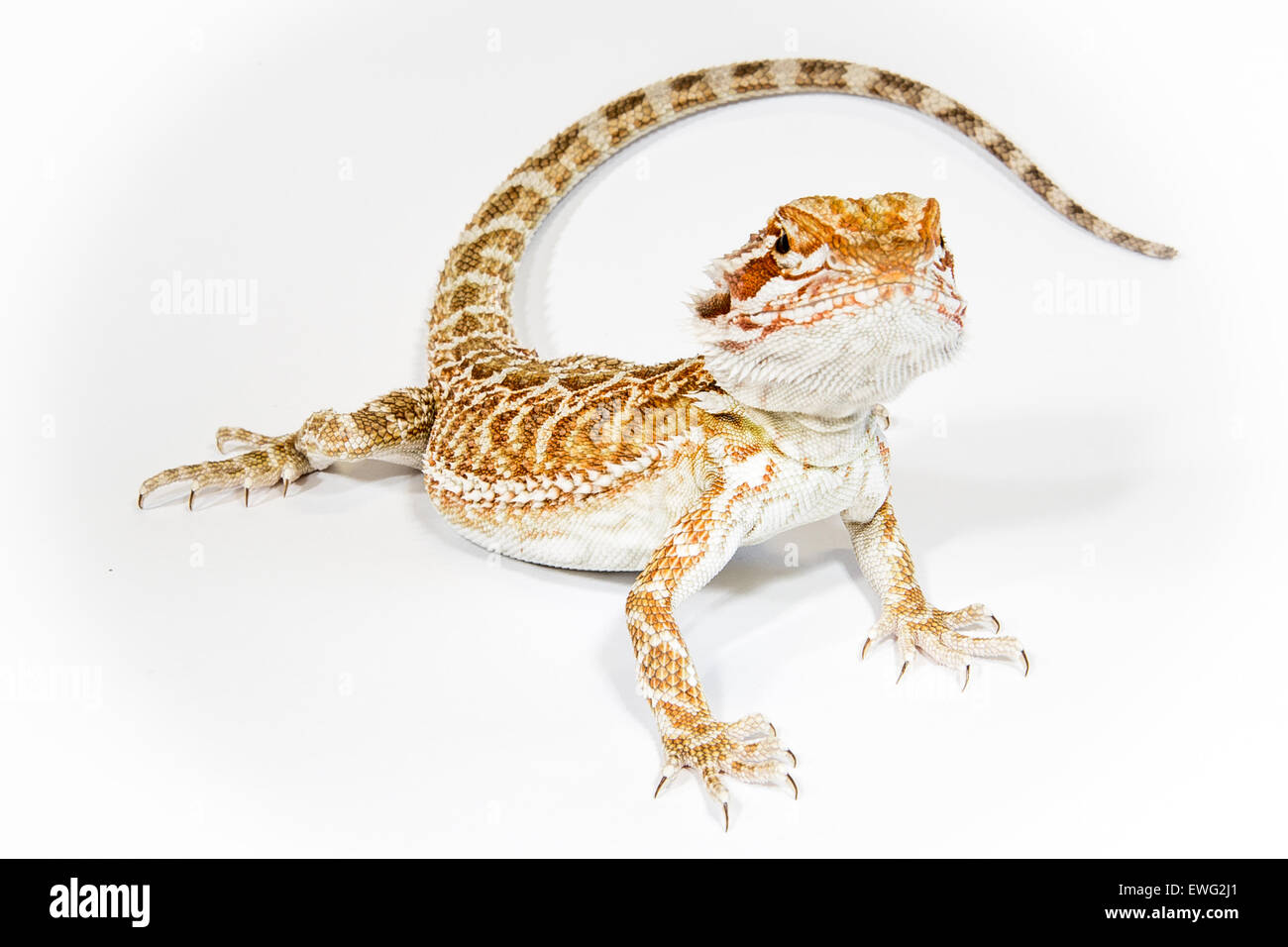 Pogona isolated hi-res stock photography and images - Alamy