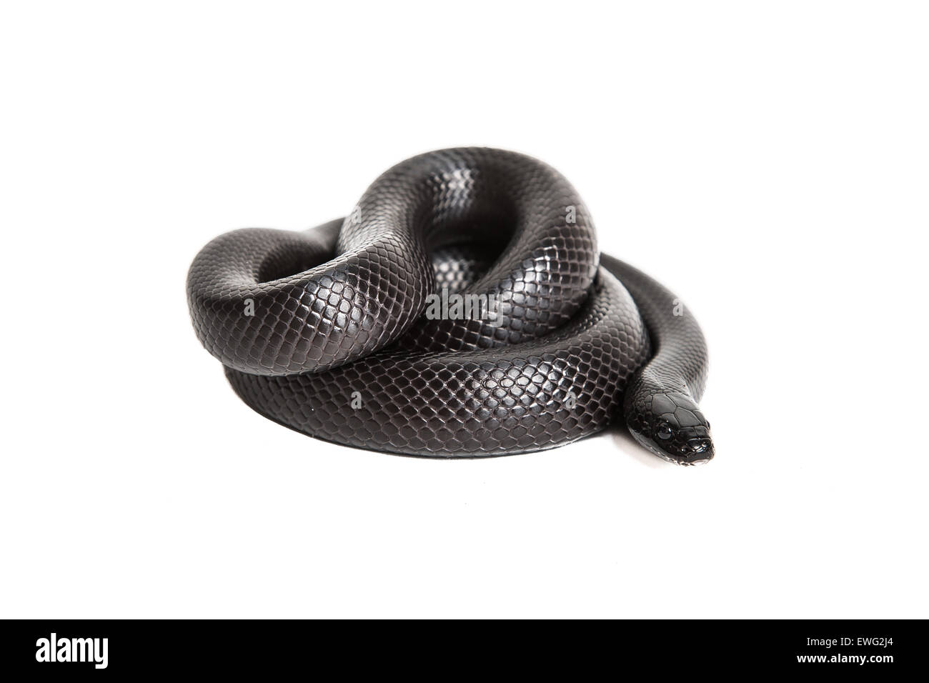 Black kingsnake hi-res stock photography and images - Alamy