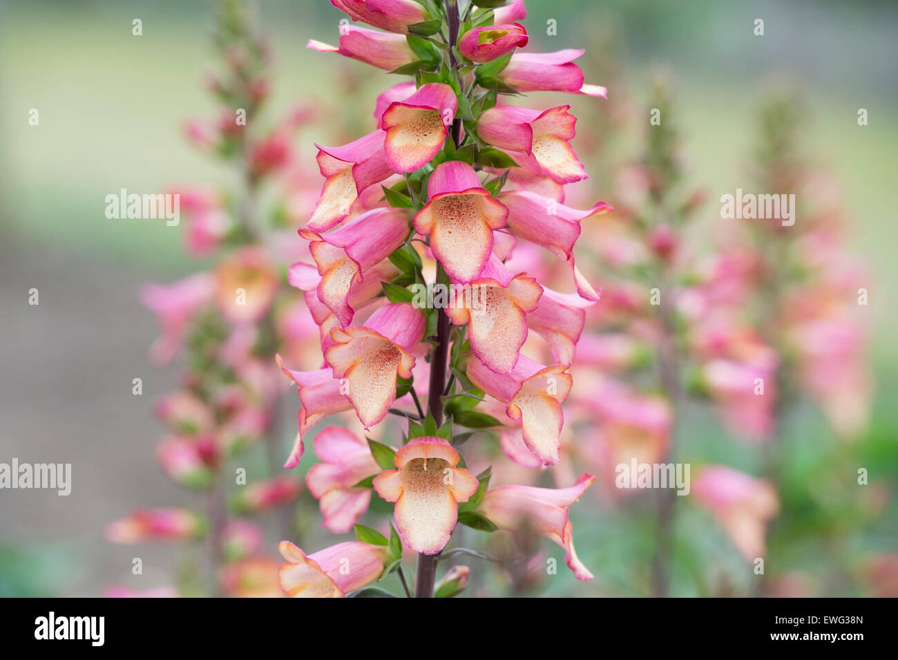 Digitalis Illumination Pink. Hybrid Foxglove Stock Photo - Alamy