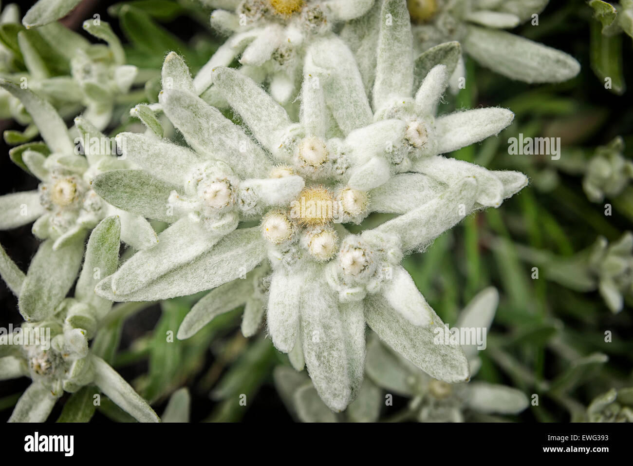Edelweiss flower hi-res stock photography and images - Alamy