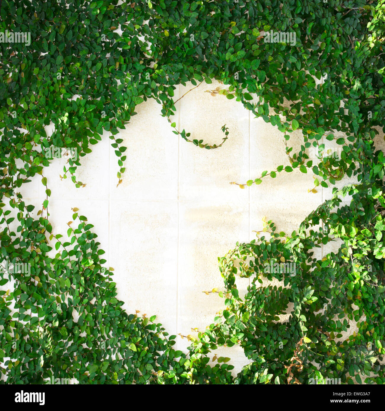 The Green Creeper Plant on the Wall Stock Photo - Alamy