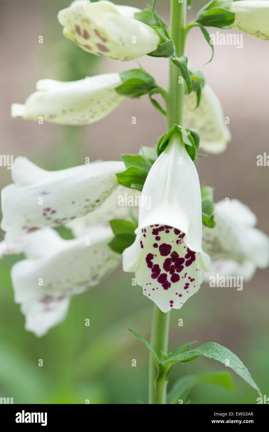 Digitalis purpurea dalmatian white hi-res stock photography and images ...