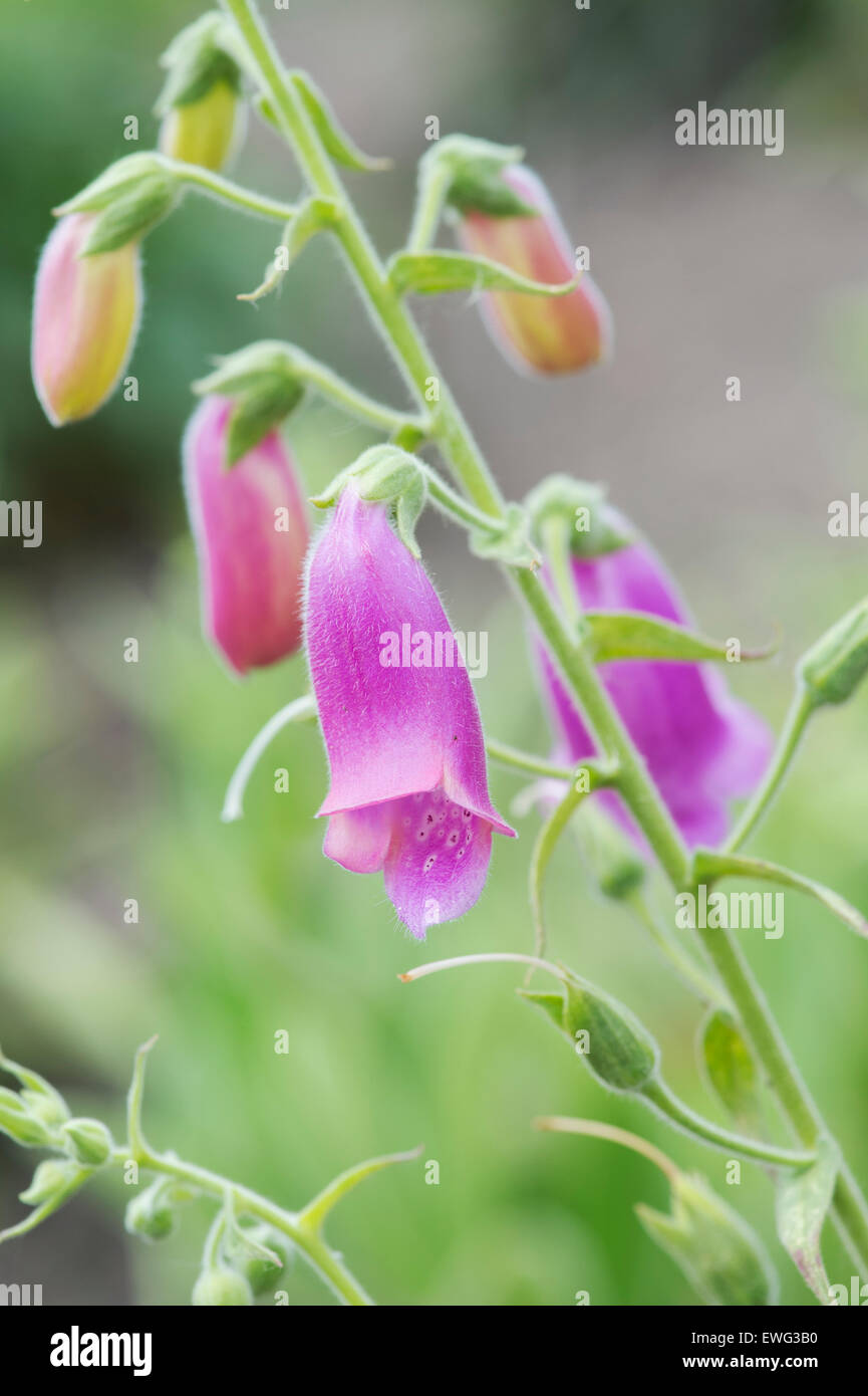 Digitalis thapsi. Spanish foxglove Stock Photo - Alamy